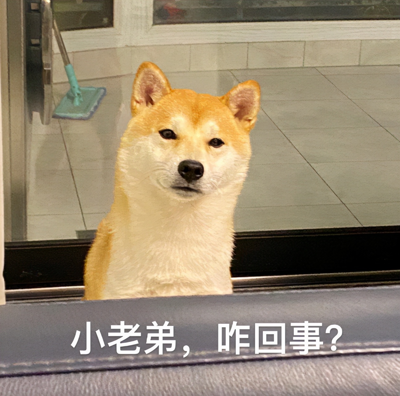 Why do dogs "lock" when they mate and are difficult to separate? - iNEWS