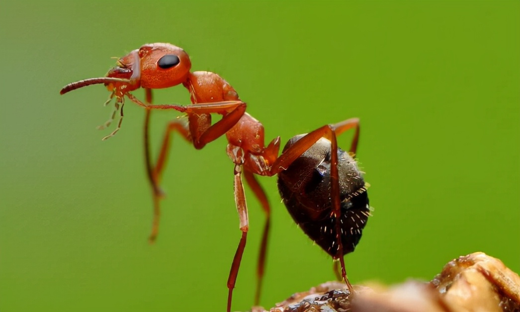 In biology, how do two-dimensional organisms understand the ...