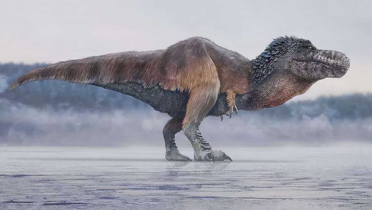 Tyrannosaurus is just a younger brother?The most ferocious dinosaur is ...