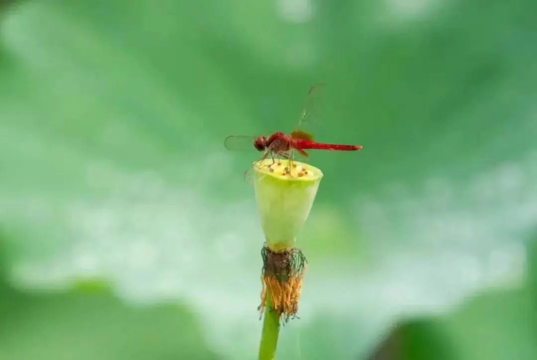 10 healing poems, just 28 words, warm and beautiful, refreshing! - iNEWS