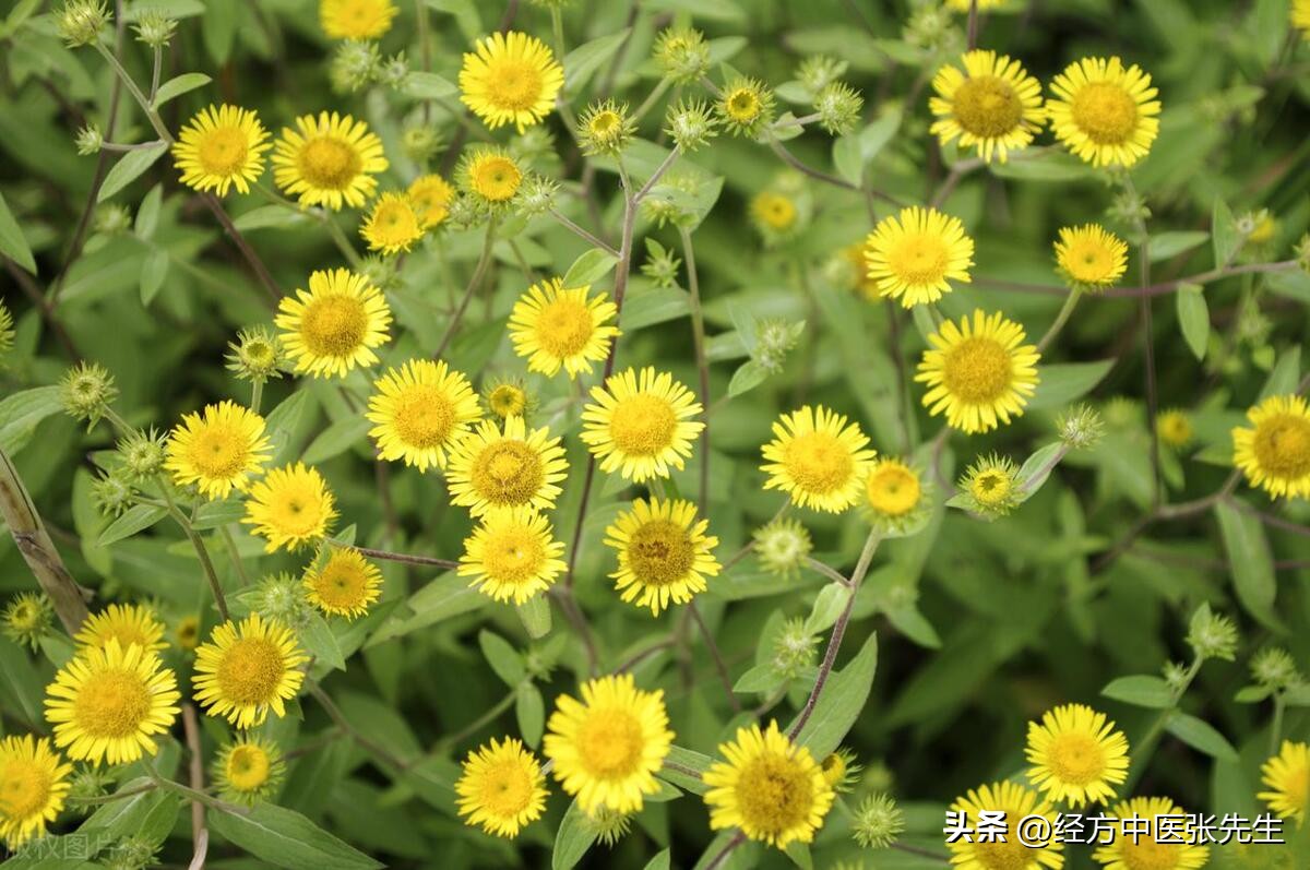Five Viscera Wind-cold and Liver Works in "Golden Chamber Xuanjie ...