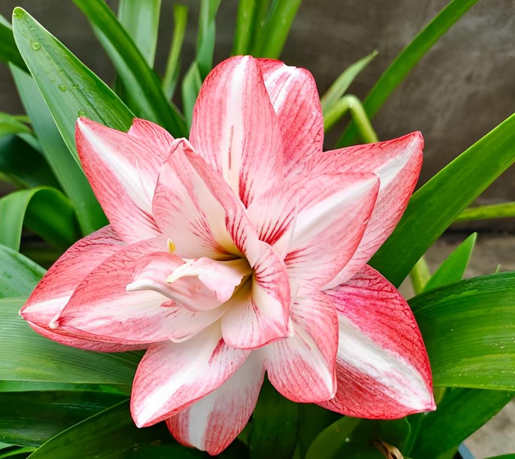 4 kinds of "auspicious flowers", all of them will not die, they will ...