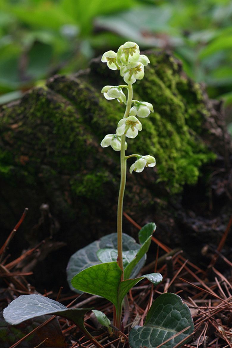 What kind of plant is staghorn - iNEWS