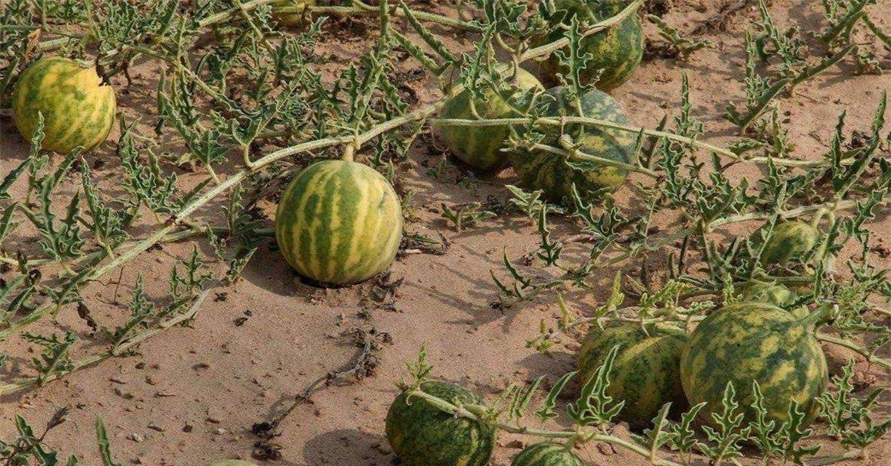 Mysterious Desert Watermelon: The Mystery of the Forgotten Forbidden ...