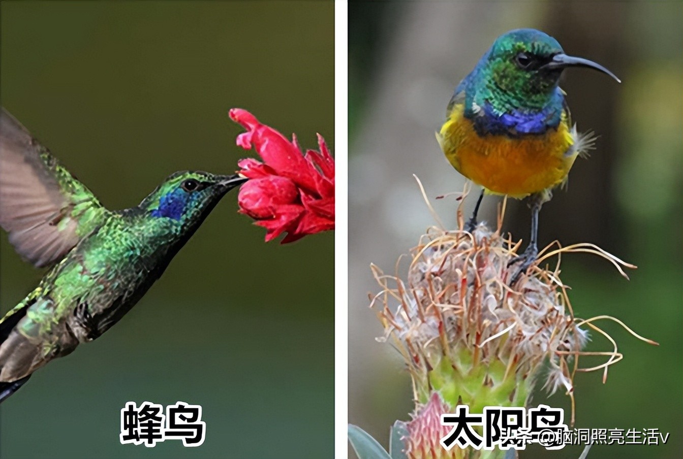 9 pairs of similar animals that are often confused by many people ...