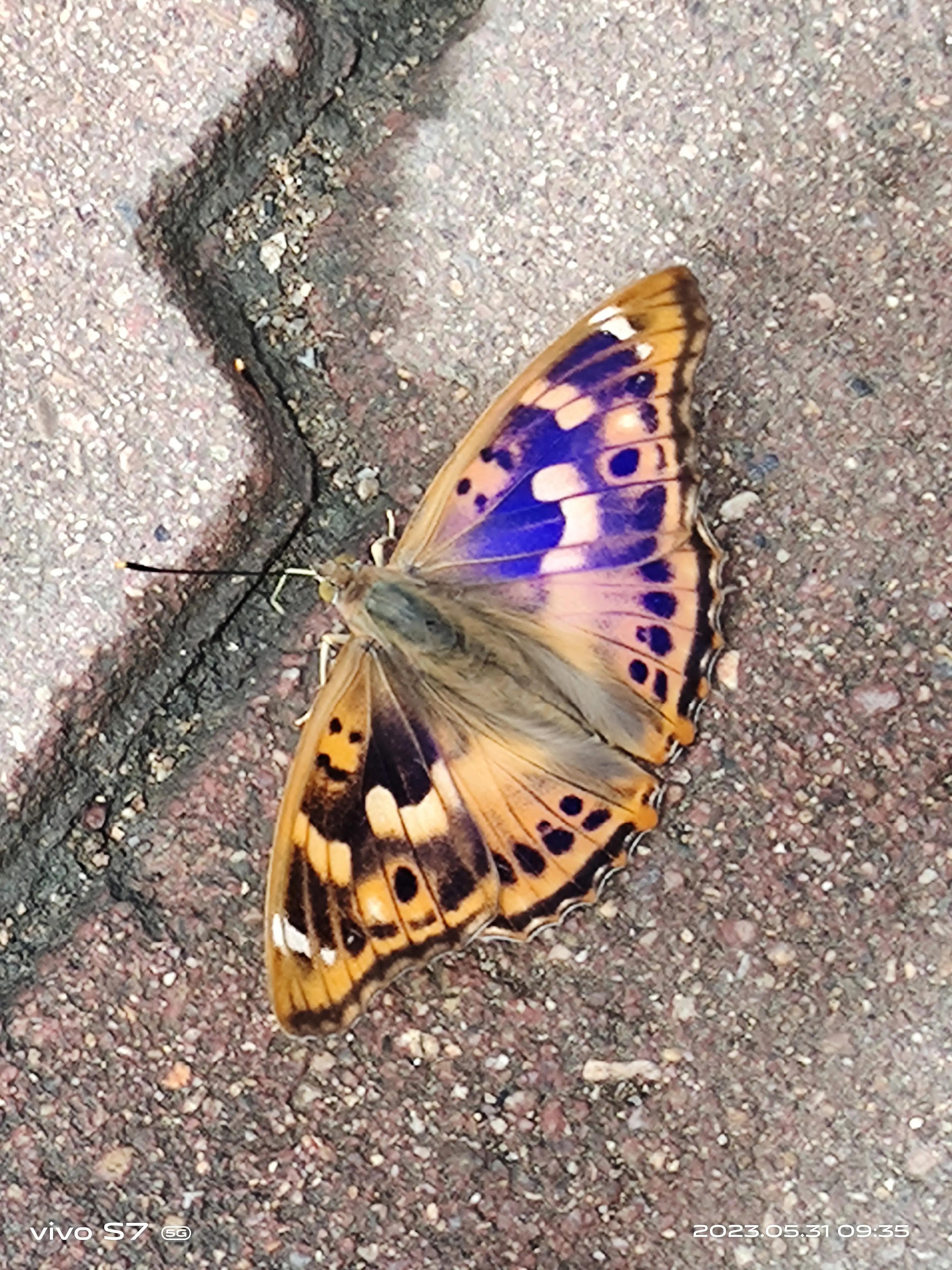 Psychic Butterfly - iNEWS