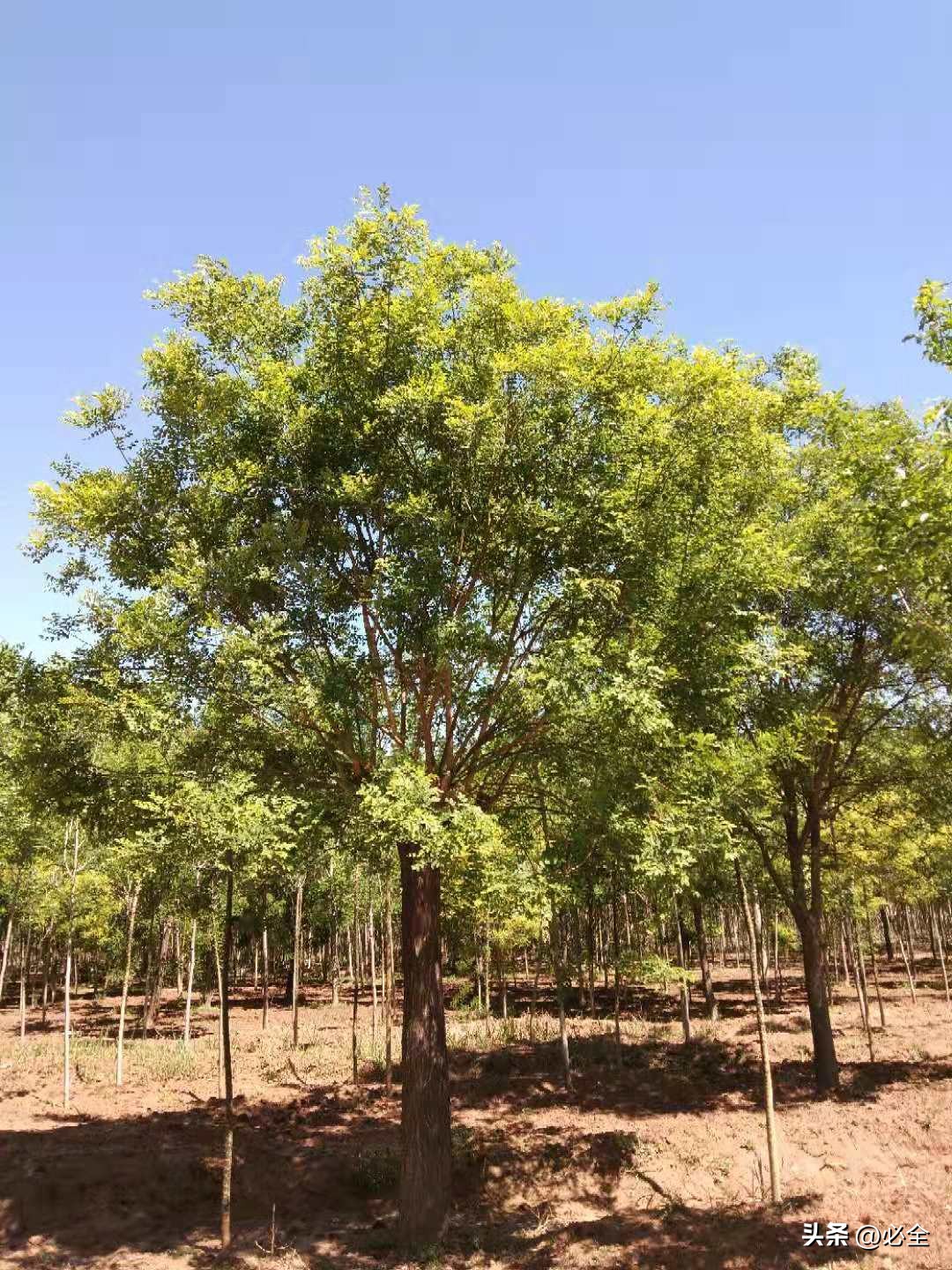 What are the common horticultural varieties of Chinese locust? - iNEWS