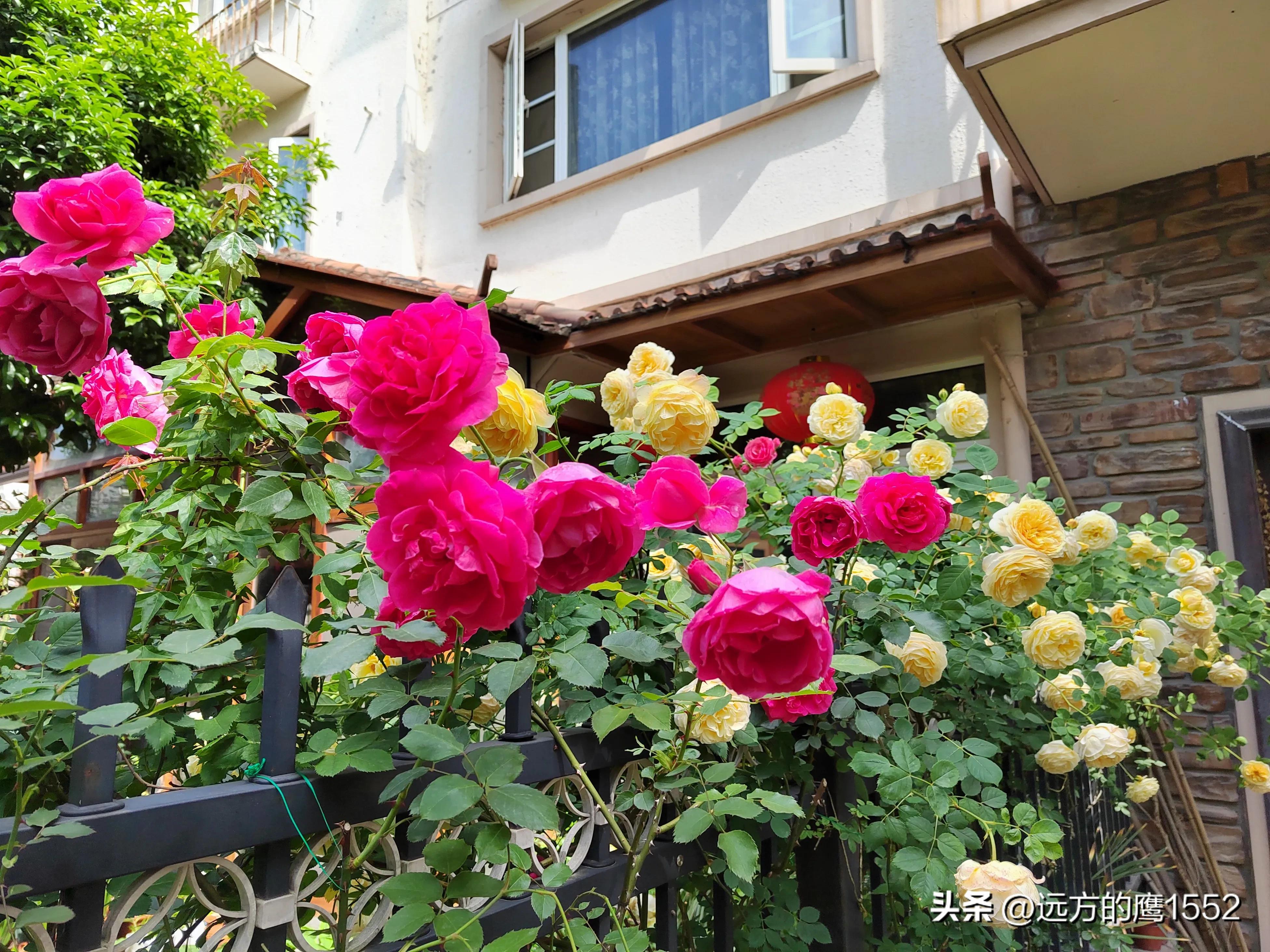 My rose flower wall - iNEWS