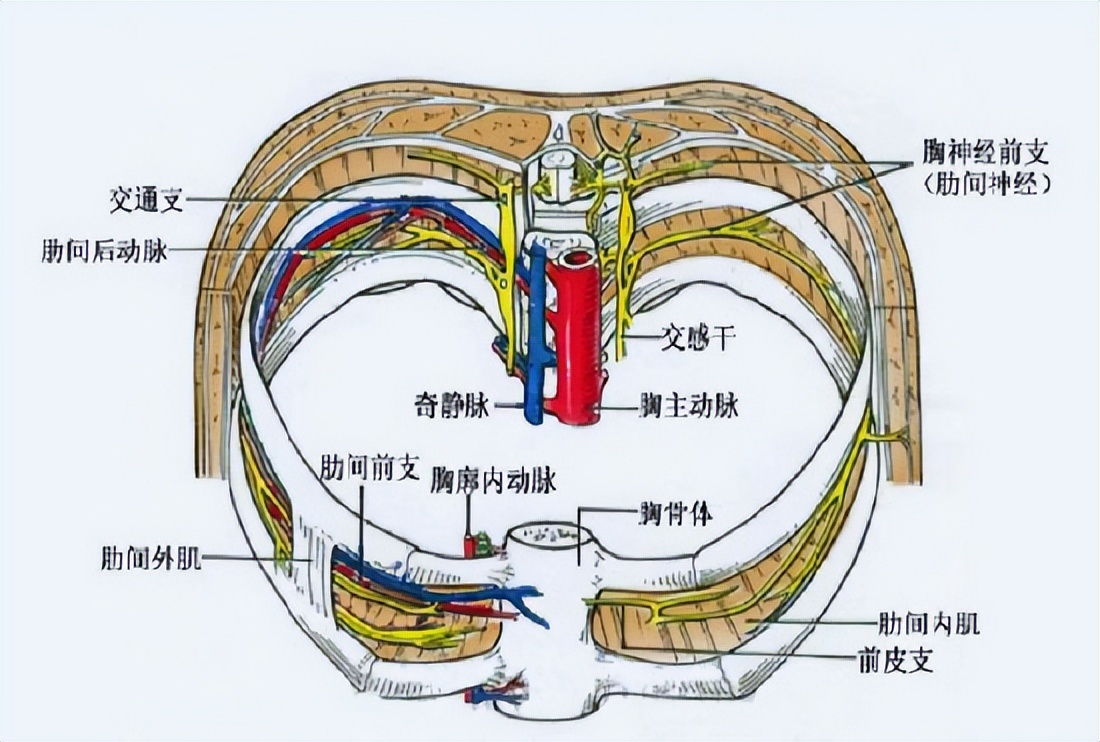 Talk about the nerve distribution of the thoracic facet joints - iNEWS