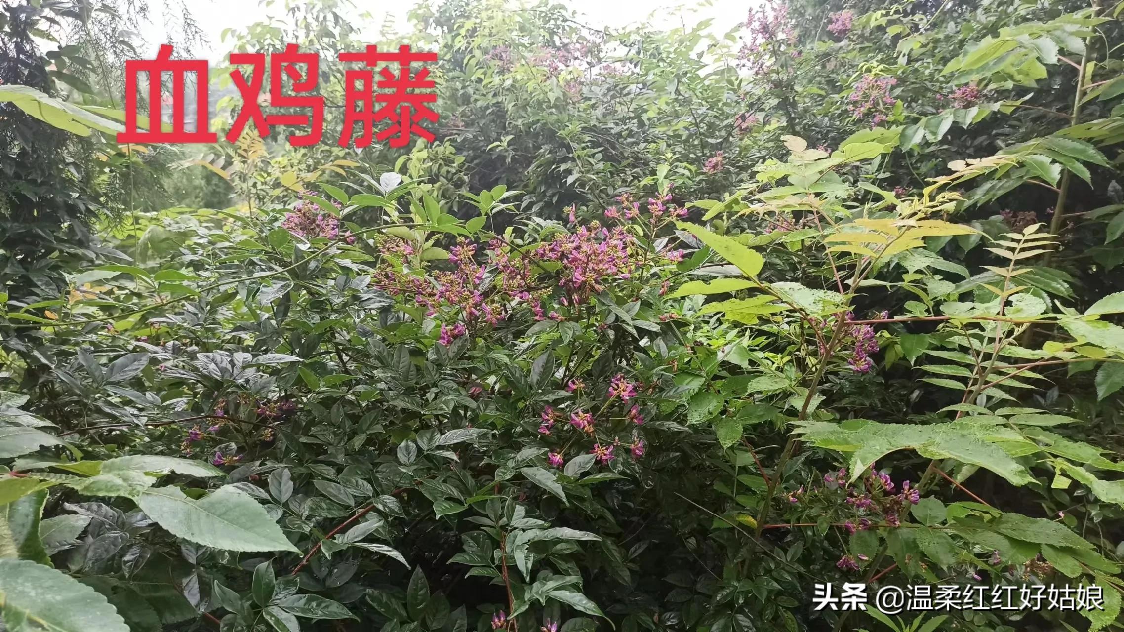 Chicken blood vine was found in Hunan, let's see where it was found ...