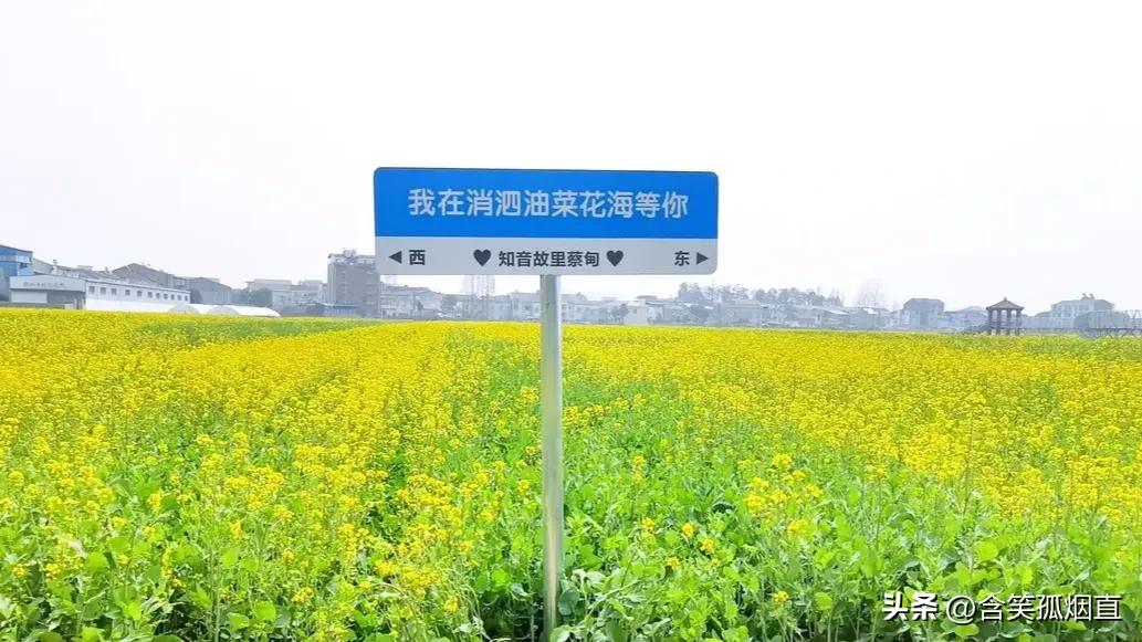 The hometown of bosom friend, Caidian has 10,000 mu of rapeseed flowers ...