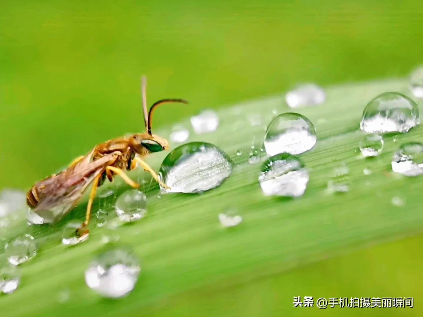 Mobile phone macro shooting insects to do "three fast" - iMedia