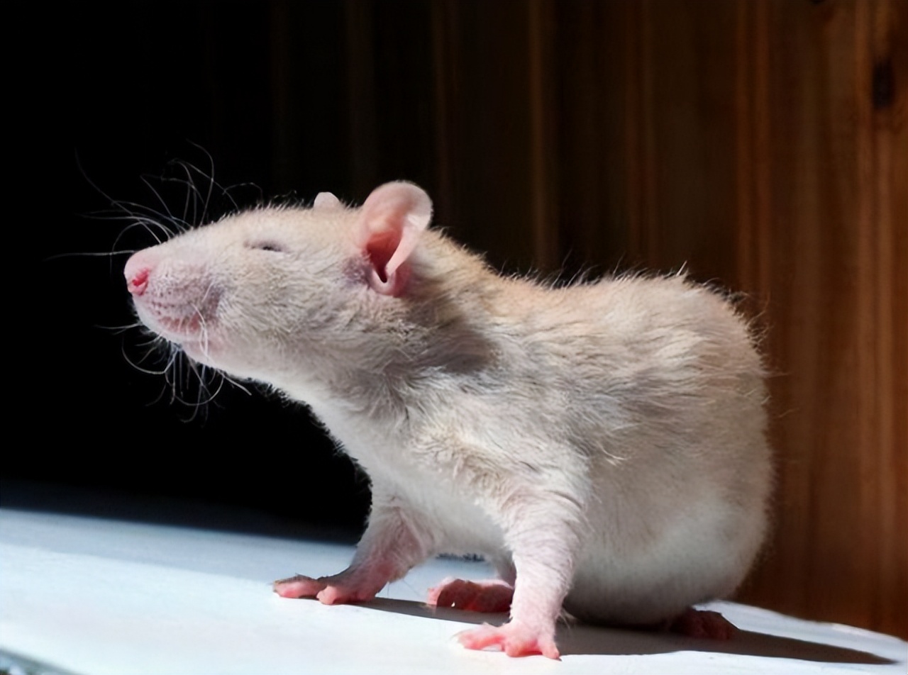 How strong is the "revenge" of the mouse?One was beaten out and bit ...