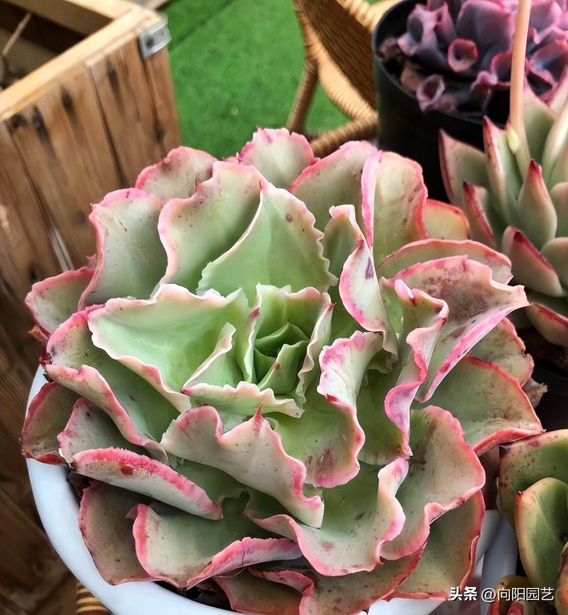 What is the end of raising succulents? Yulu, prickly pear, agave, these ...