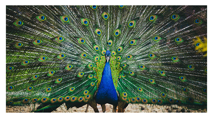 How to distinguish blue peacock and green peacock? - iMedia