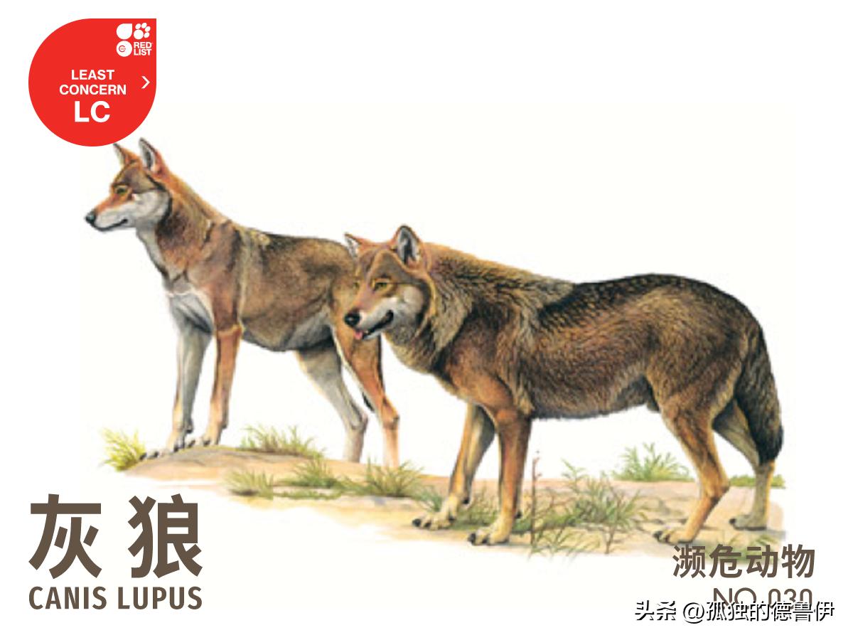There are only two kinds of wolves in China. Do you know which two ...