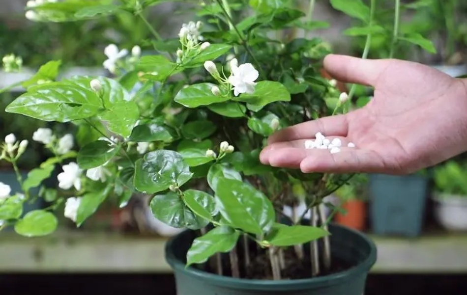 Raise jasmine in autumn, achieve "3 diligence and 1 lazy", the branches ...