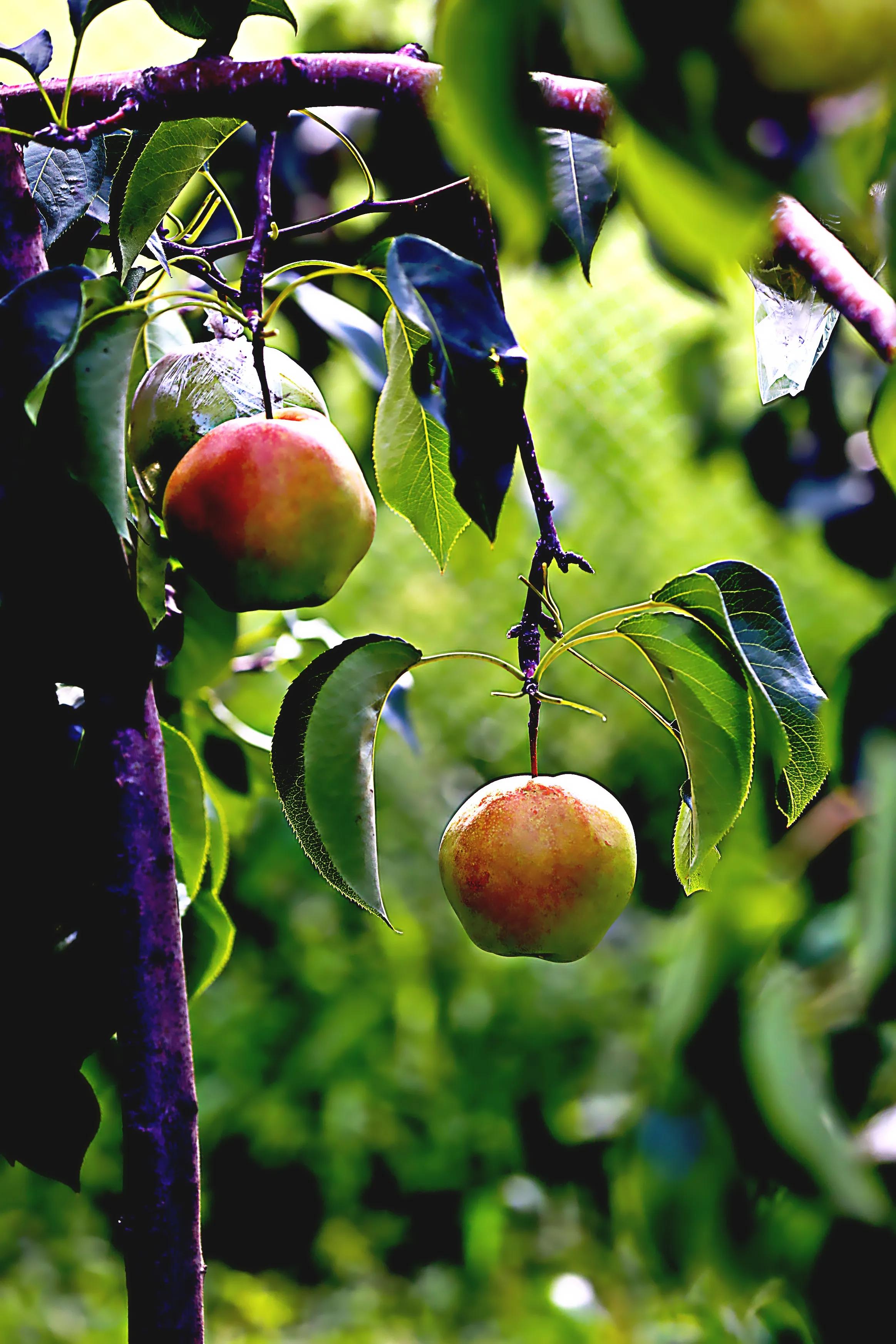 Zhangdian: Yulu Fragrant Pear Manjitou is waiting for you to pick and ...