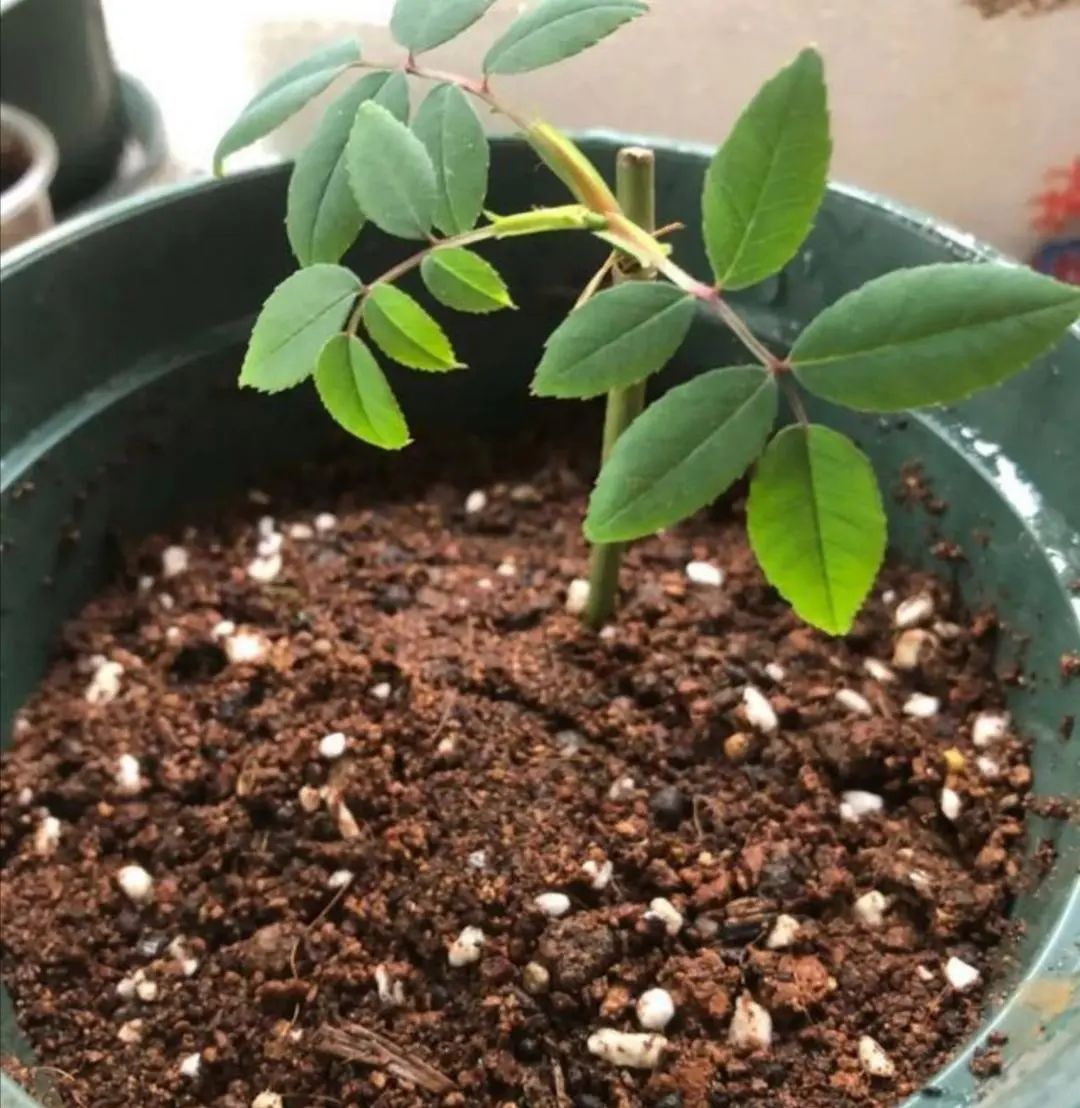 The process of "injured and regenerated roots" of plants goes through ...