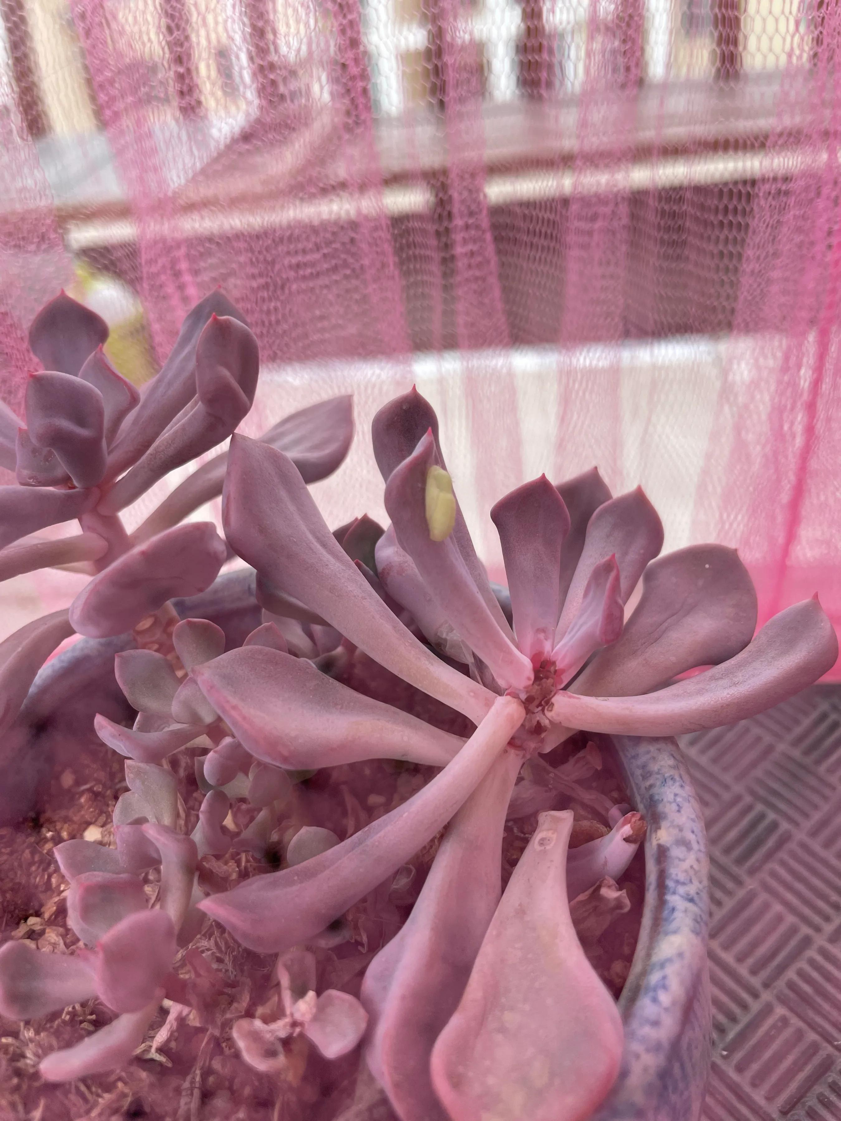 Looking forward to my pink princess - iMedia