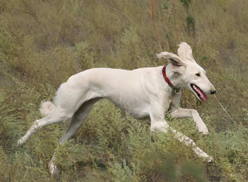 The Evolutionary History of Dogs: From Ancient Twilight Dogs to Modern ...