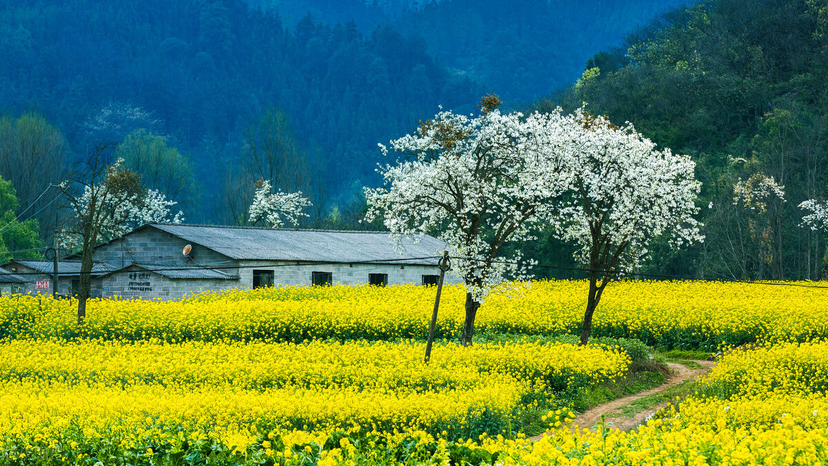 What to do in Yunnan in spring? These 8 spring outing destinations ...