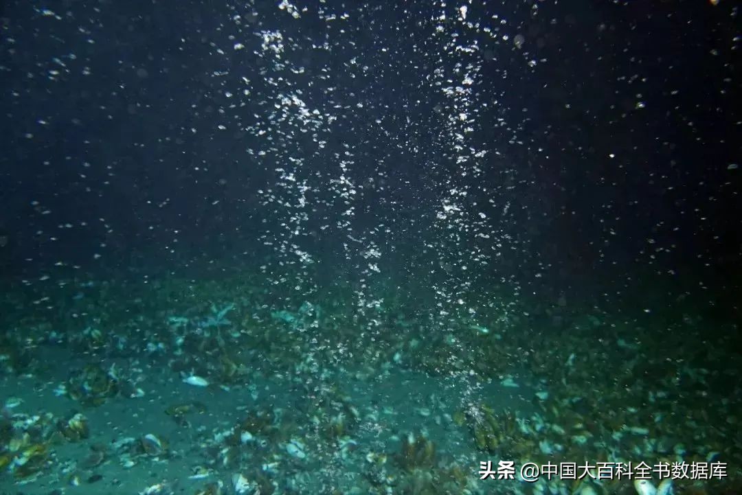 Submarine hot spring and cold spring ecosystem: deep sea secrets ...