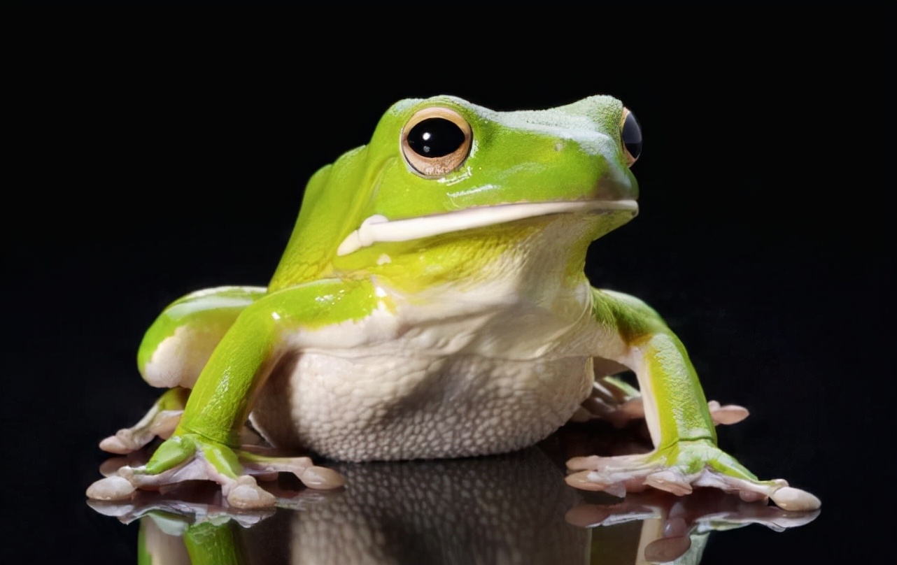 Inventory of the ten most beneficial animals for humans - iNEWS