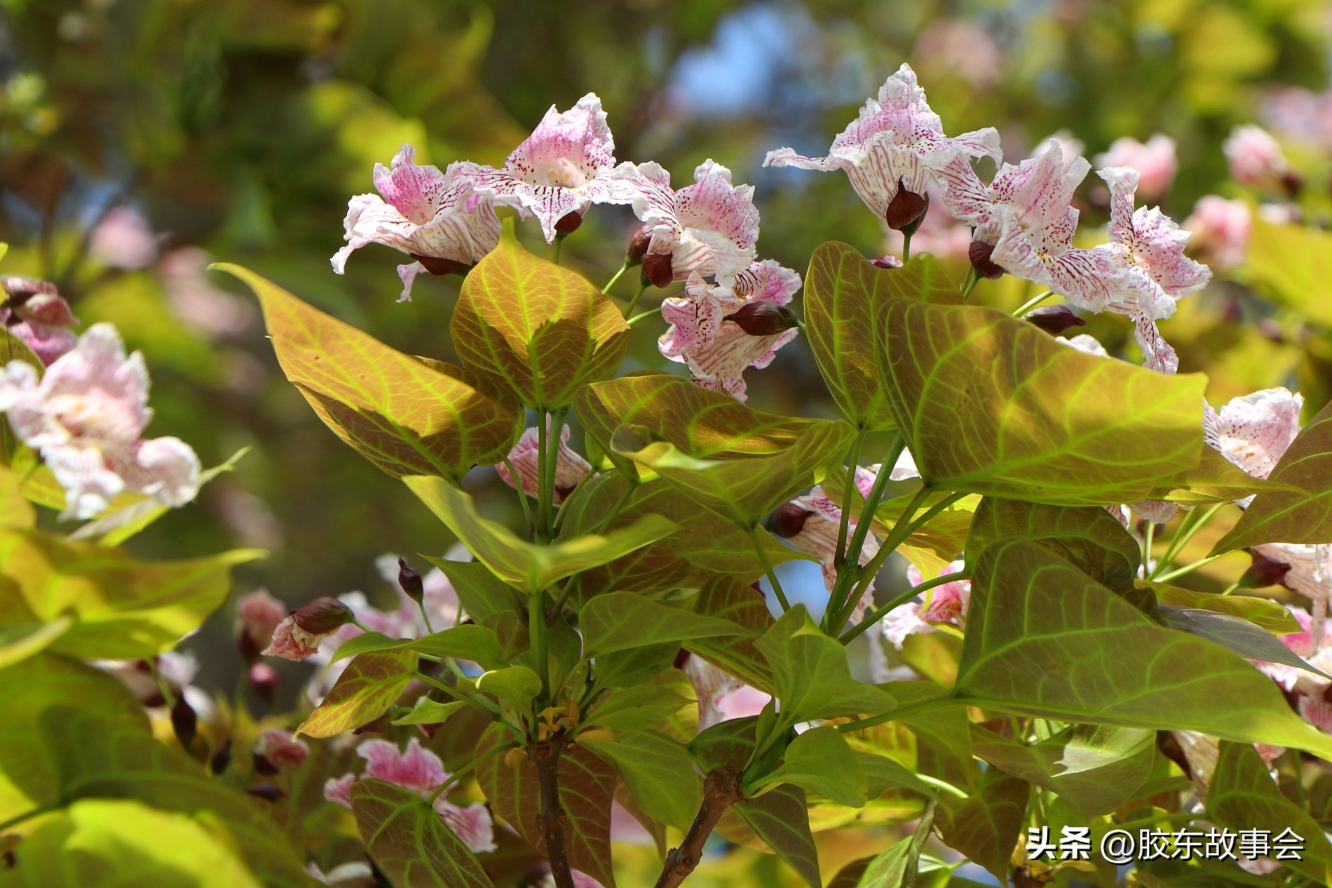 Look at the picture: when the catalpa trees are blooming again, this is ...