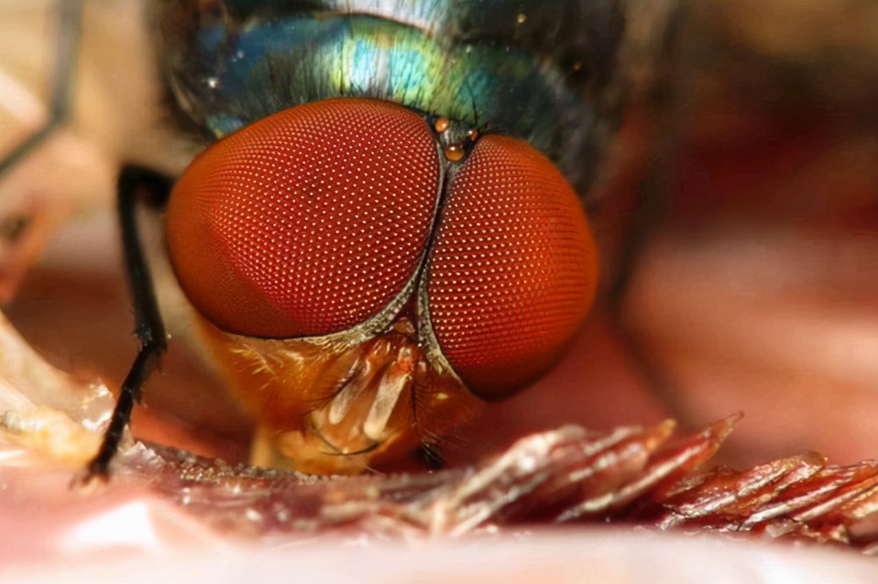 Why does a fly get its head down to play, and how long can a headless ...