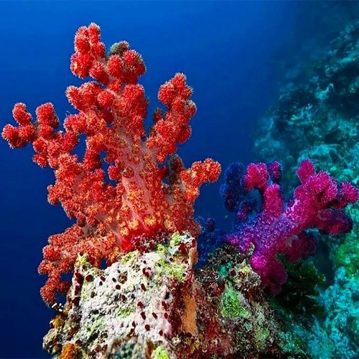 Coral reefs, coral islands, atolls, how are they distributed?I'll tell ...