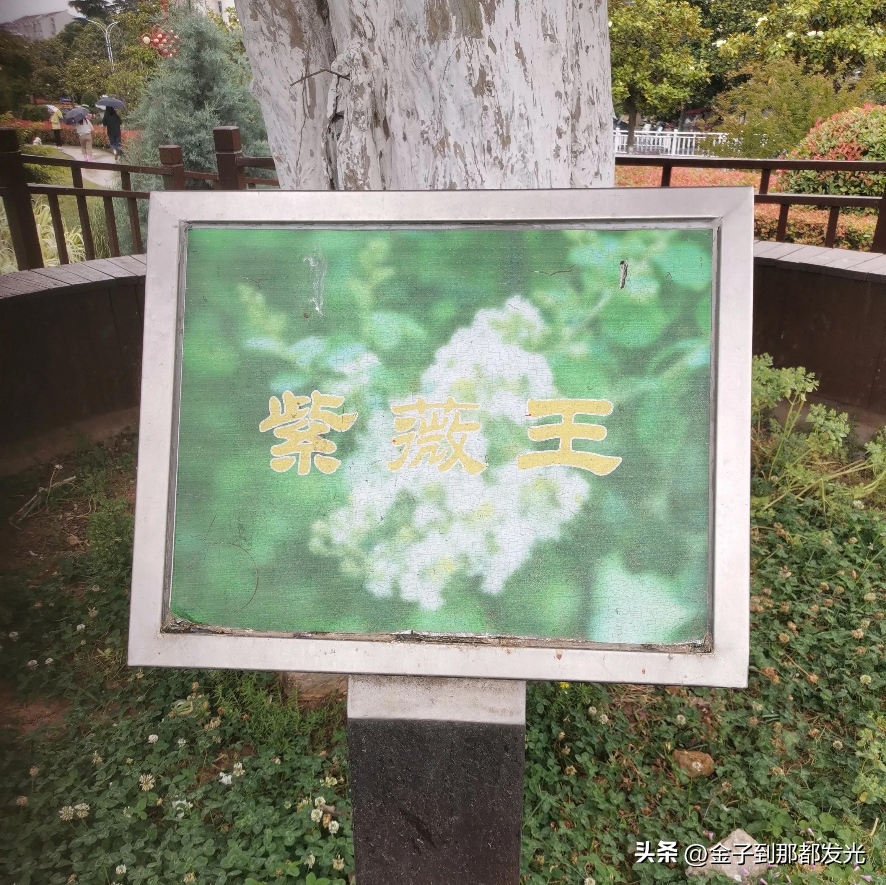 King Ziwei with a history of more than 500 years - iNEWS