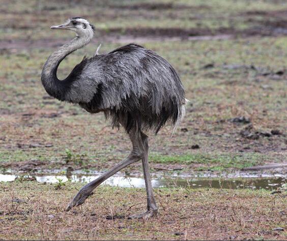 Inventory of the top ten birds that have lost the ability to fly, I ...