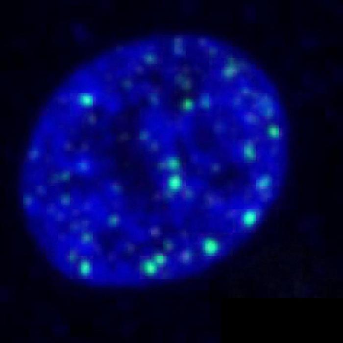 "Cell": These failed embryos, the first step went wrong - iNEWS