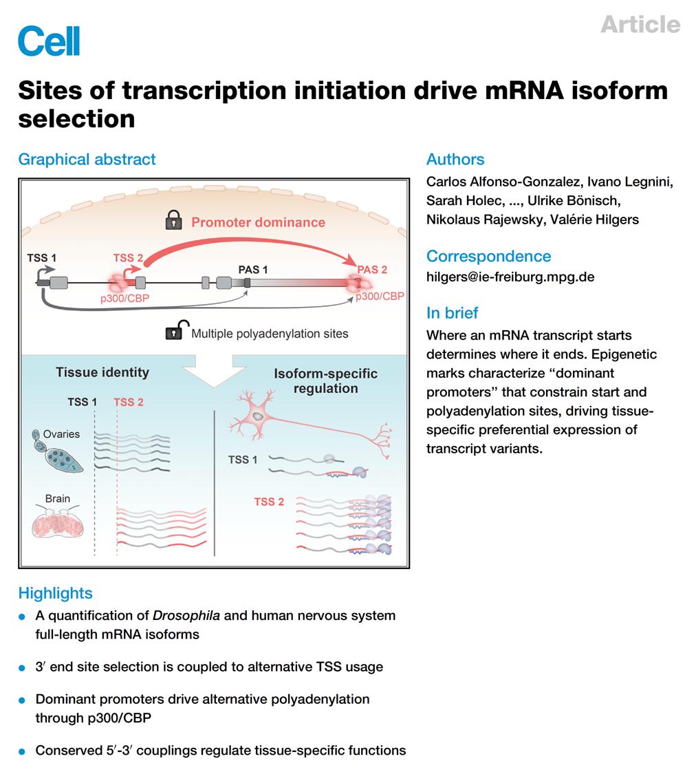 A new mechanism for the regulation of mRNA transcriptional state - iNEWS