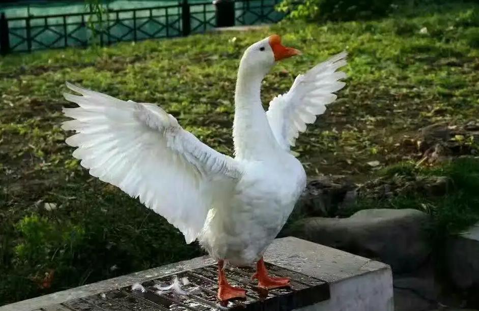 There is a big goose that is more ferocious than a dog. How is the ...