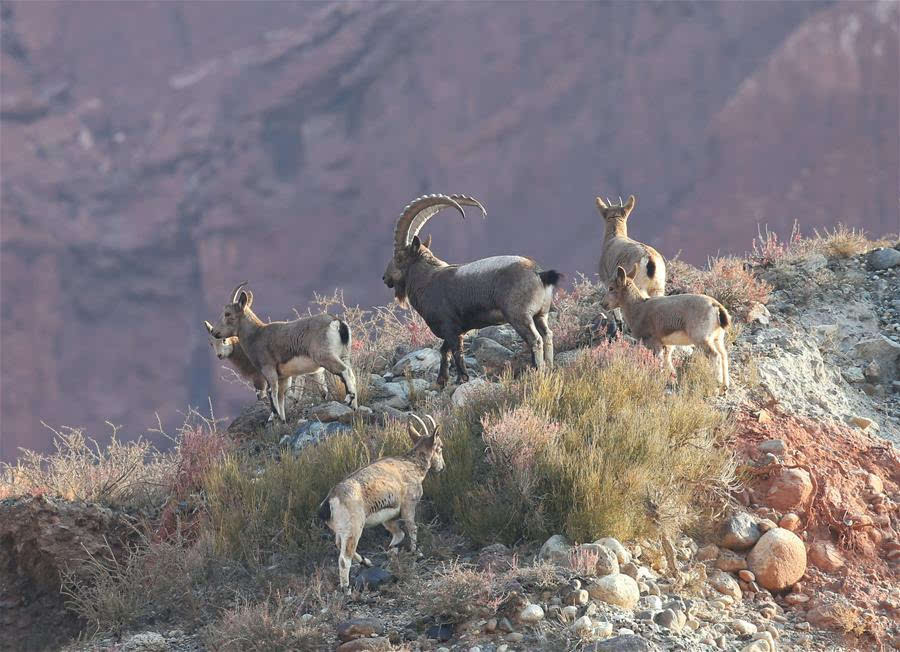 Top of the Tianshan Mountains, Snow Leopard and Ibex, Battle of ...