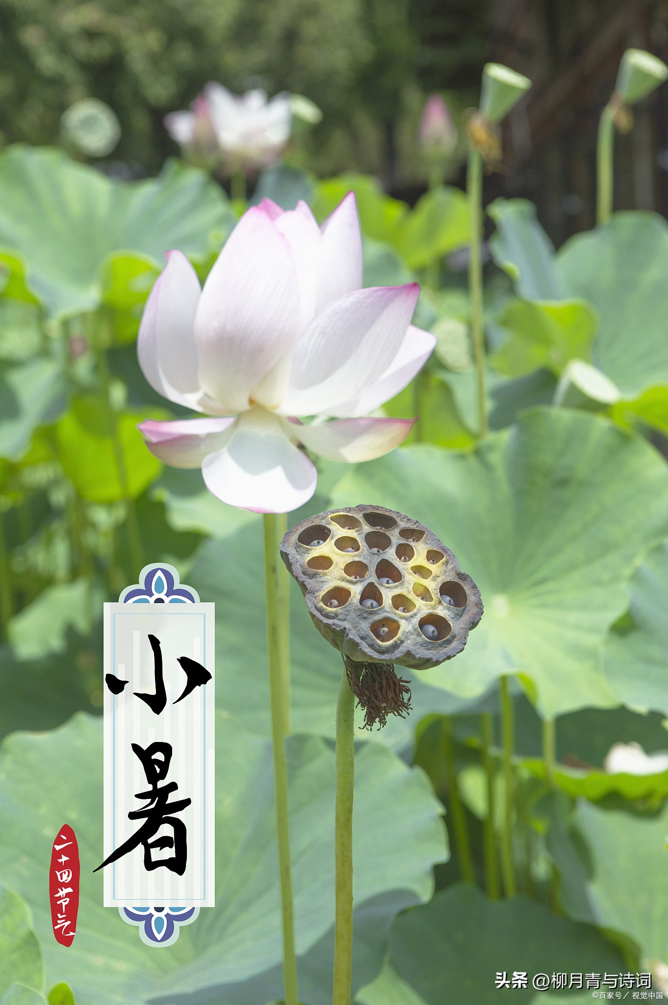 Three Xiaoshu poems, with fresh language and beautiful artistic ...