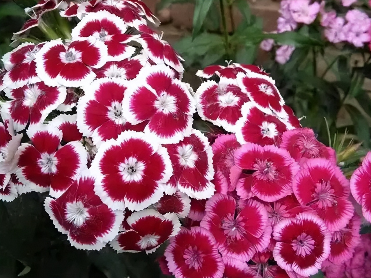 The over-touted "3 kinds of flowers" are good-looking photos, but they ...