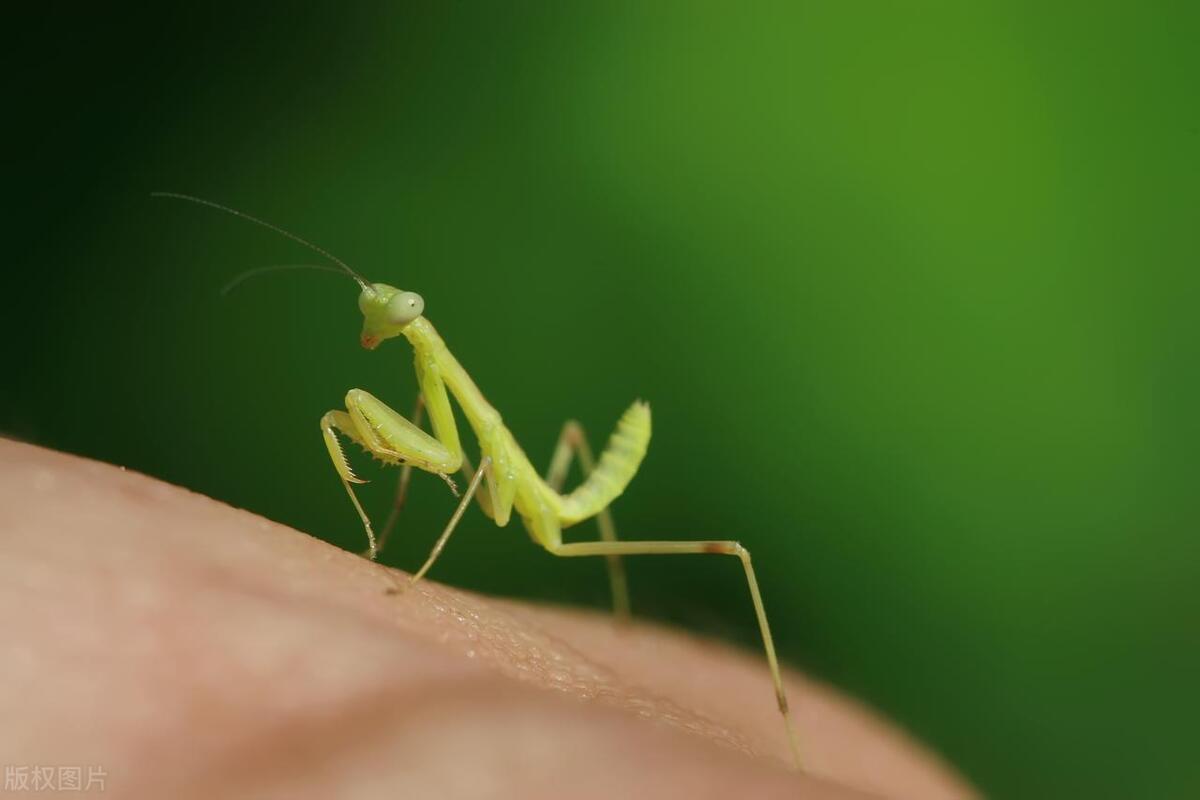 Mantis: Evolved Killer Dance - iMedia