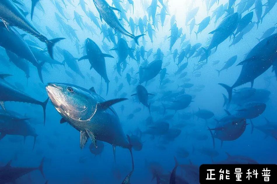 The most in the world - the most expensive animal - iNEWS