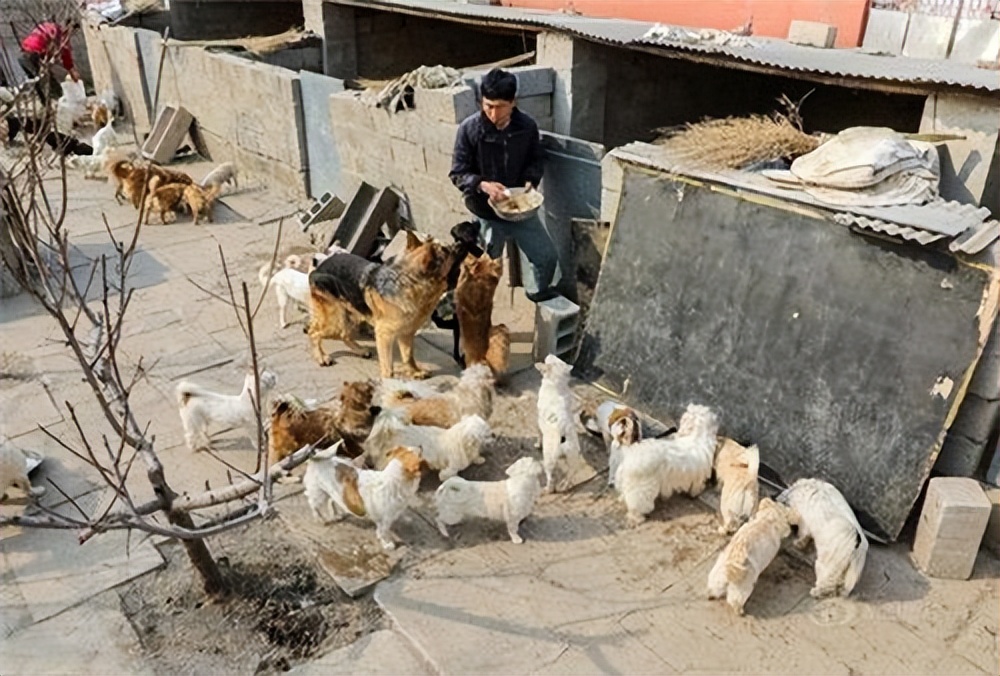 China's more than 40 million stray dogs, what will happen in the end ...