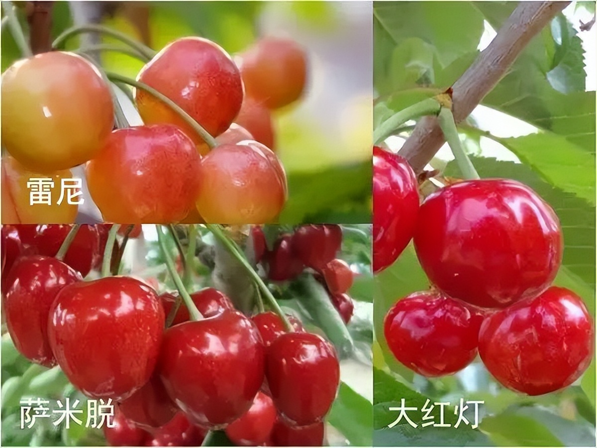 Cherry red!This "Qinhuangdao Cherry Picking Guide" is coming soon! - iNEWS