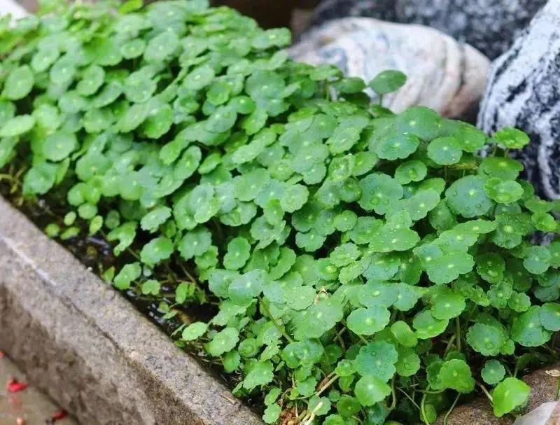 There are 3 cultivation schemes of copper money grass, let's see which ...