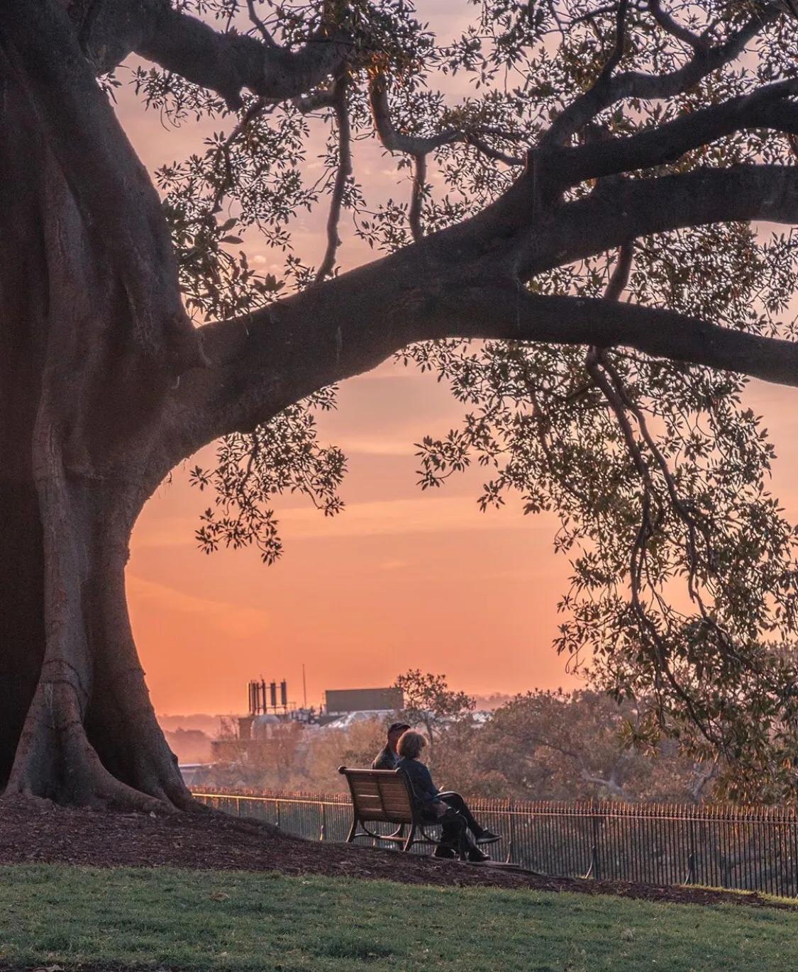 How beautiful is "To the Oak" by Shu Ting - iNEWS