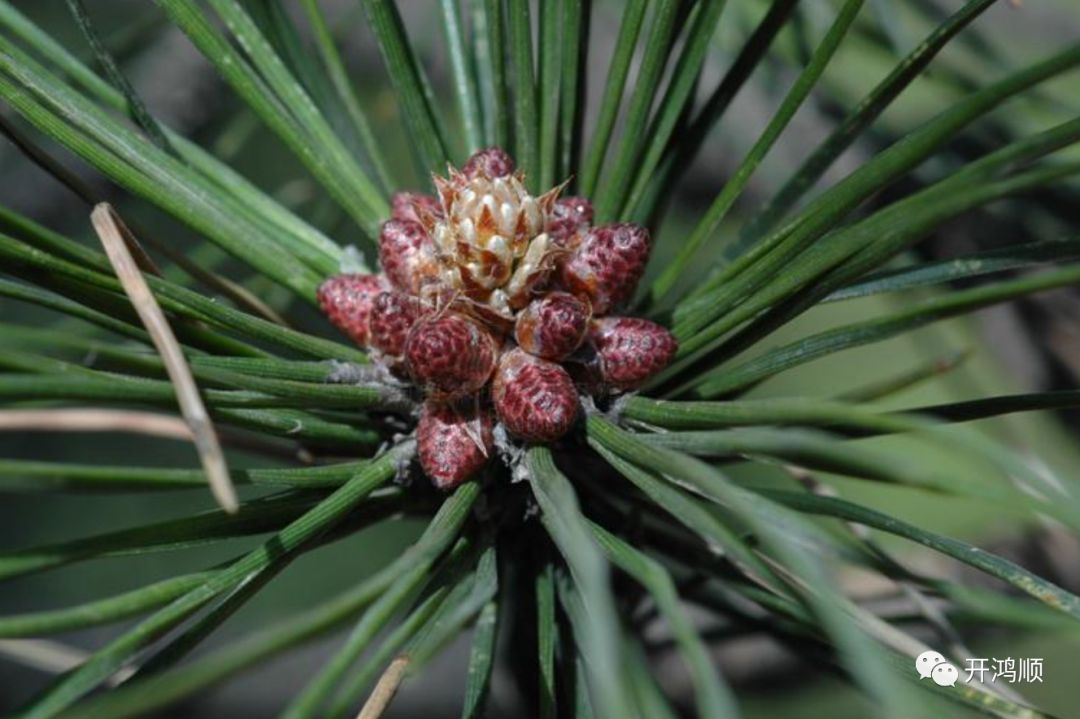 Chinese luxury house - Chinese pine: China's treasure, synonymous with ...