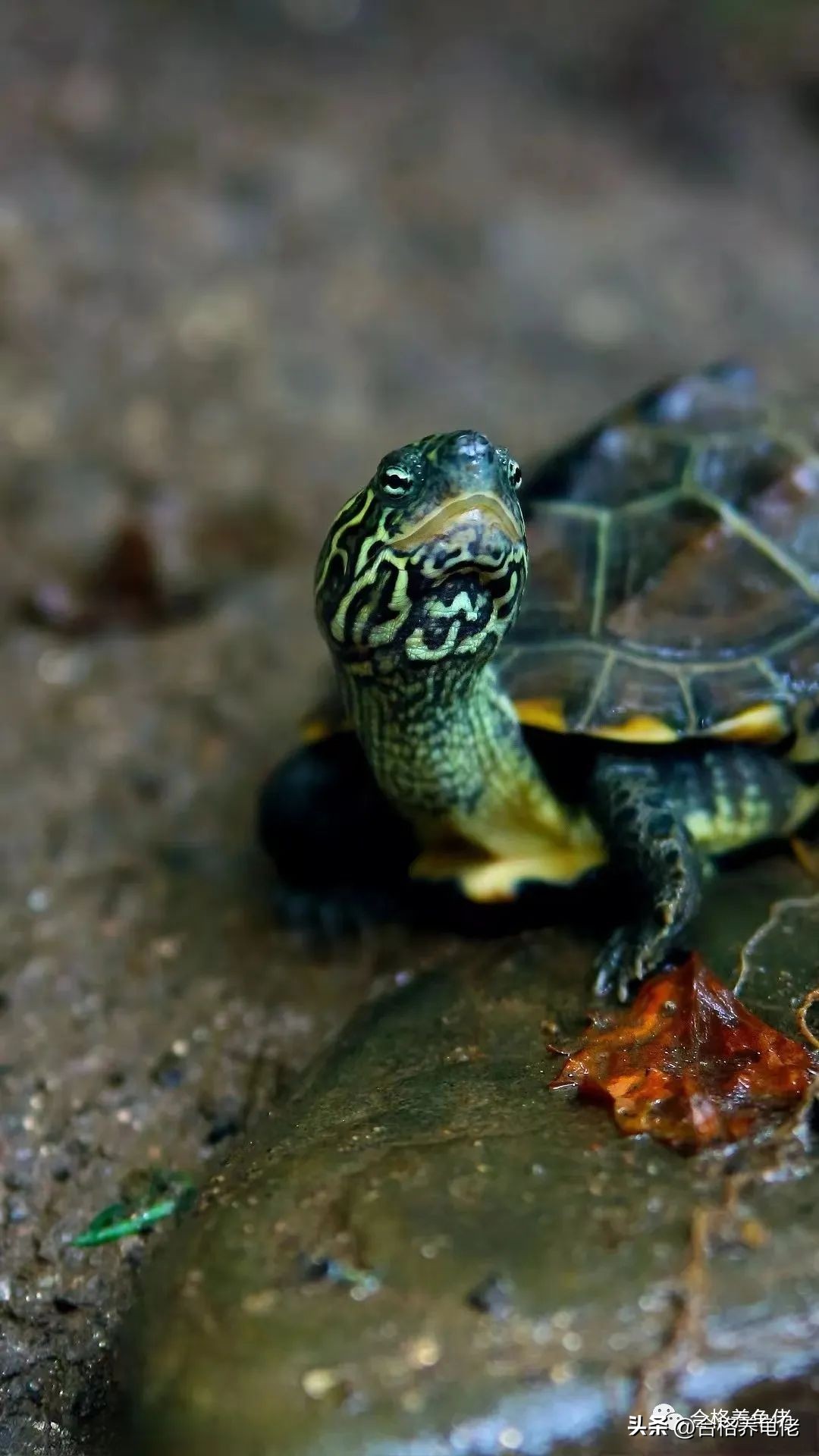 Will hybrid turtles be the mainstream after the turtle market? - iNEWS