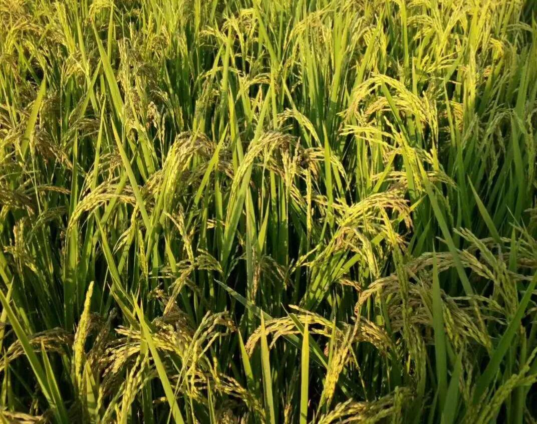 What is new rice?How can I buy new rice? - iNEWS