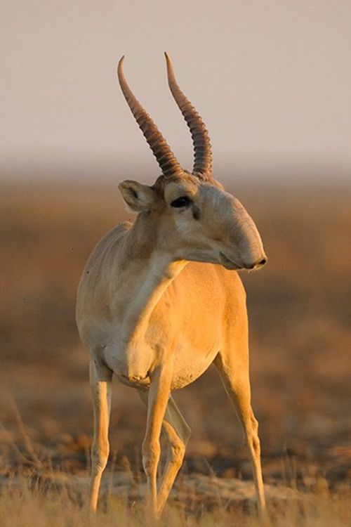 Three species of animals in Xinjiang have become extinct. Who is the ...