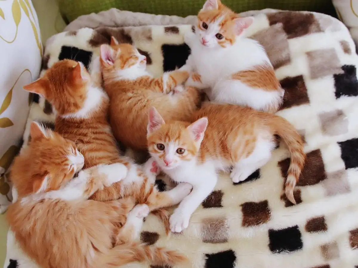 Why are cats so curious? Want to touch everything? Is it just because ...